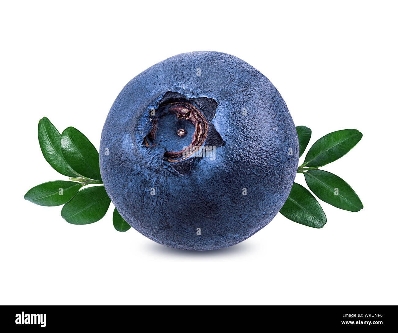 Fresh Bilberries blueberries, isolated on white background Stock Photo ...