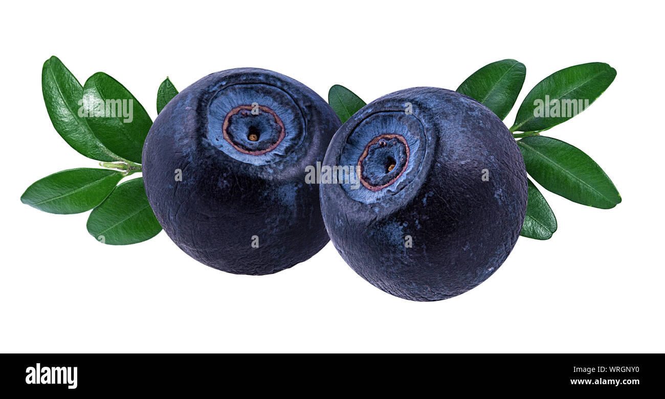 Fresh Bilberries blueberries, isolated on white background Stock Photo ...