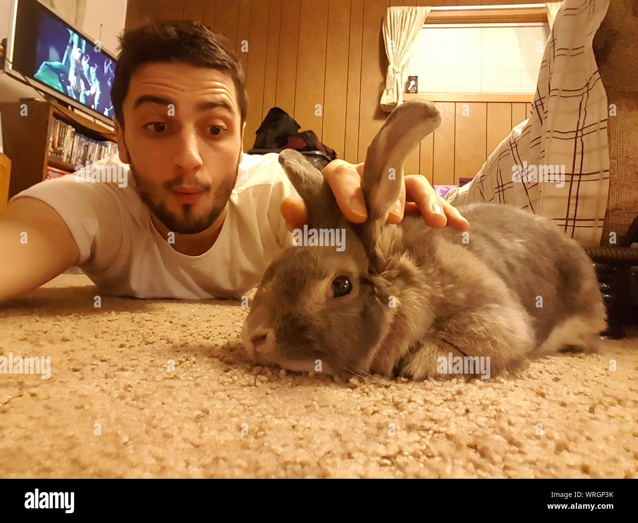 Rabbit patting hi-res stock photography and images - Alamy