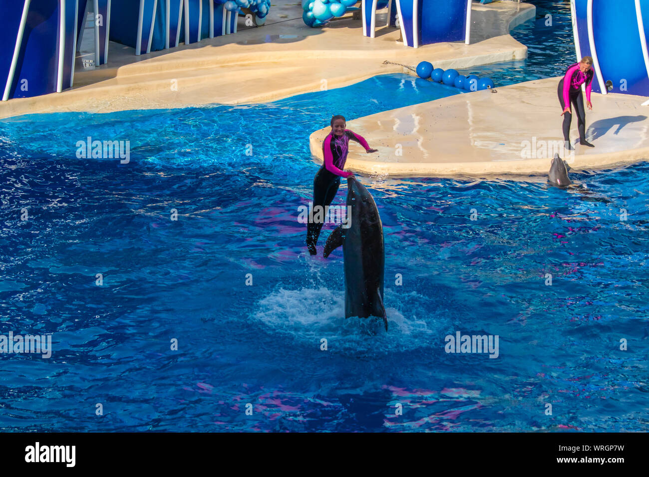 Orlando, Florida. August 23, 2019. Dolphin jumping with woman trainer ...