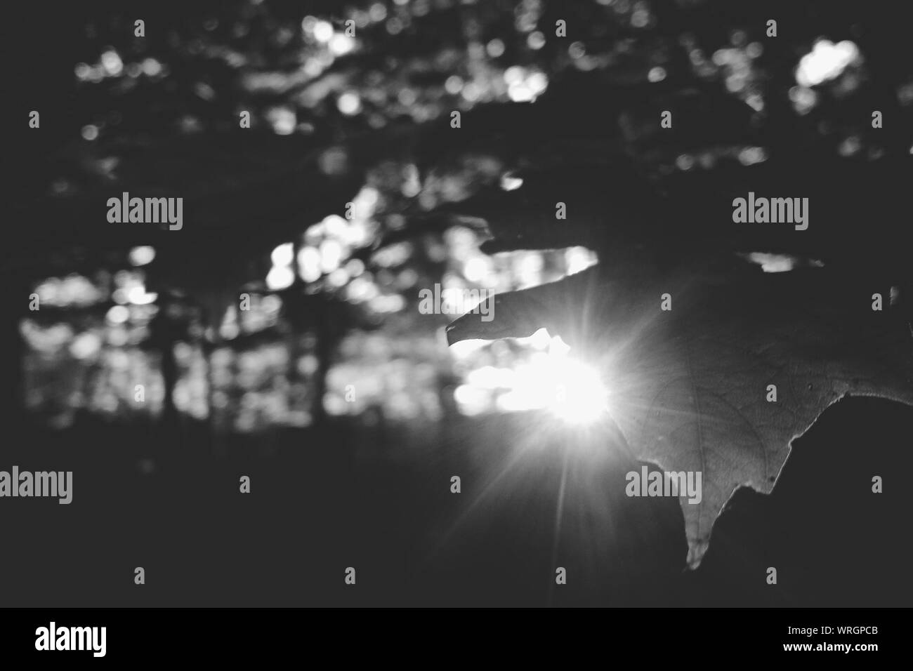 Tree and lens flare Black and White Stock Photos & Images - Alamy