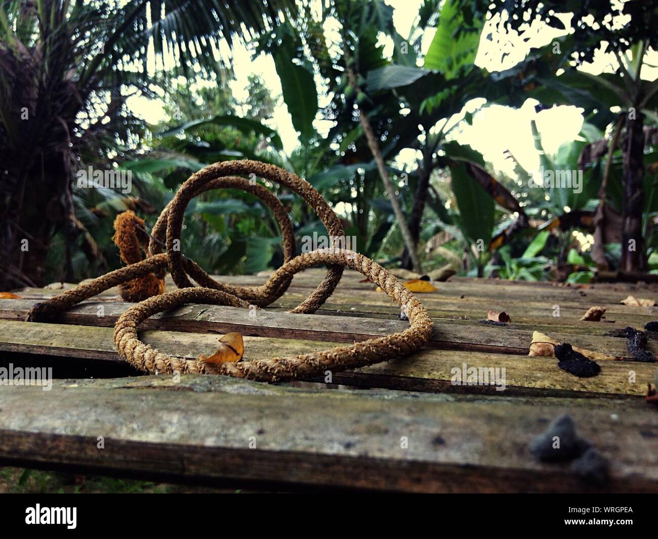 Banana Rope High Resolution Stock Photography and Images - Alamy