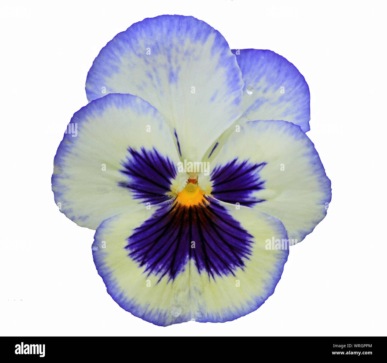 Blue pansy in nature hi-res stock photography and images - Alamy