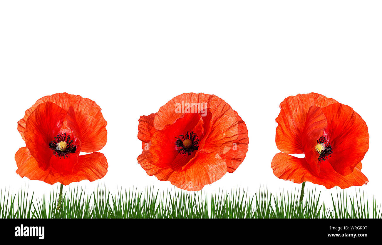 poppy and green grass isolated on white background Stock Photo - Alamy