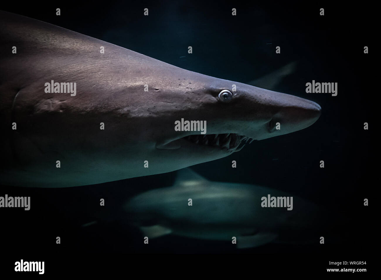 Shark side hi-res stock photography and images - Alamy