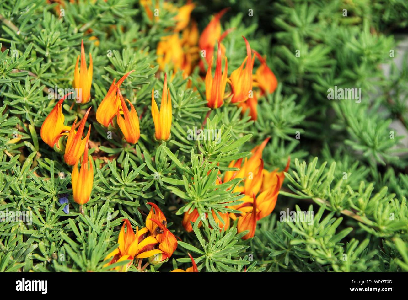 Beautiful Lotus Berthelotii flower plant in the garden in Spring Stock ...