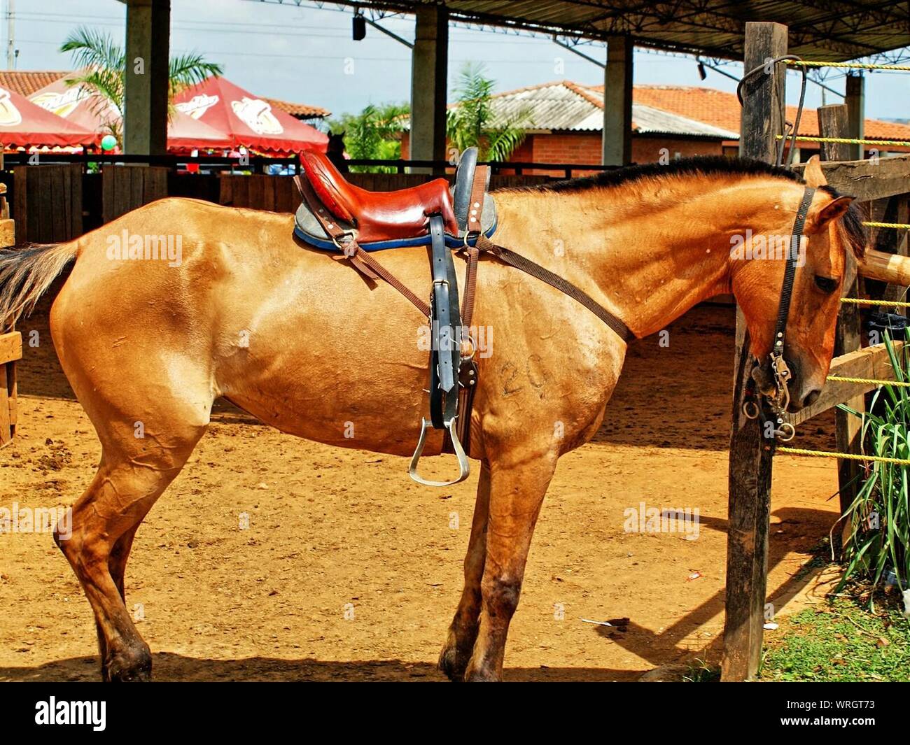 Side View Of Horse Standing In Stable Stock Photo - Alamy