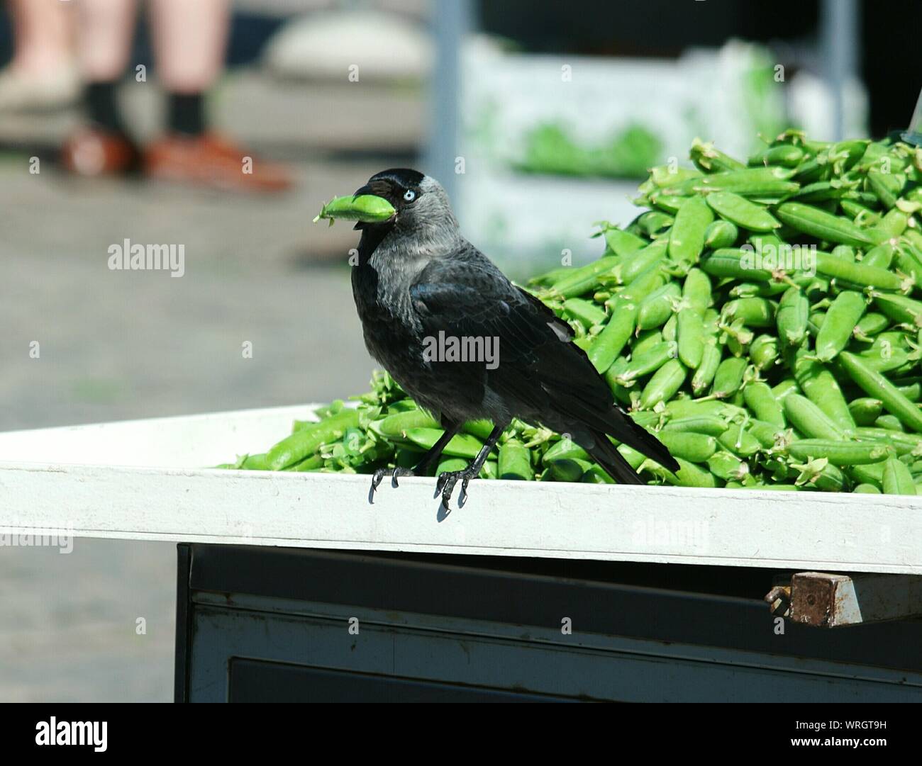 Black crow holding in beak hi-res stock photography and images - Alamy
