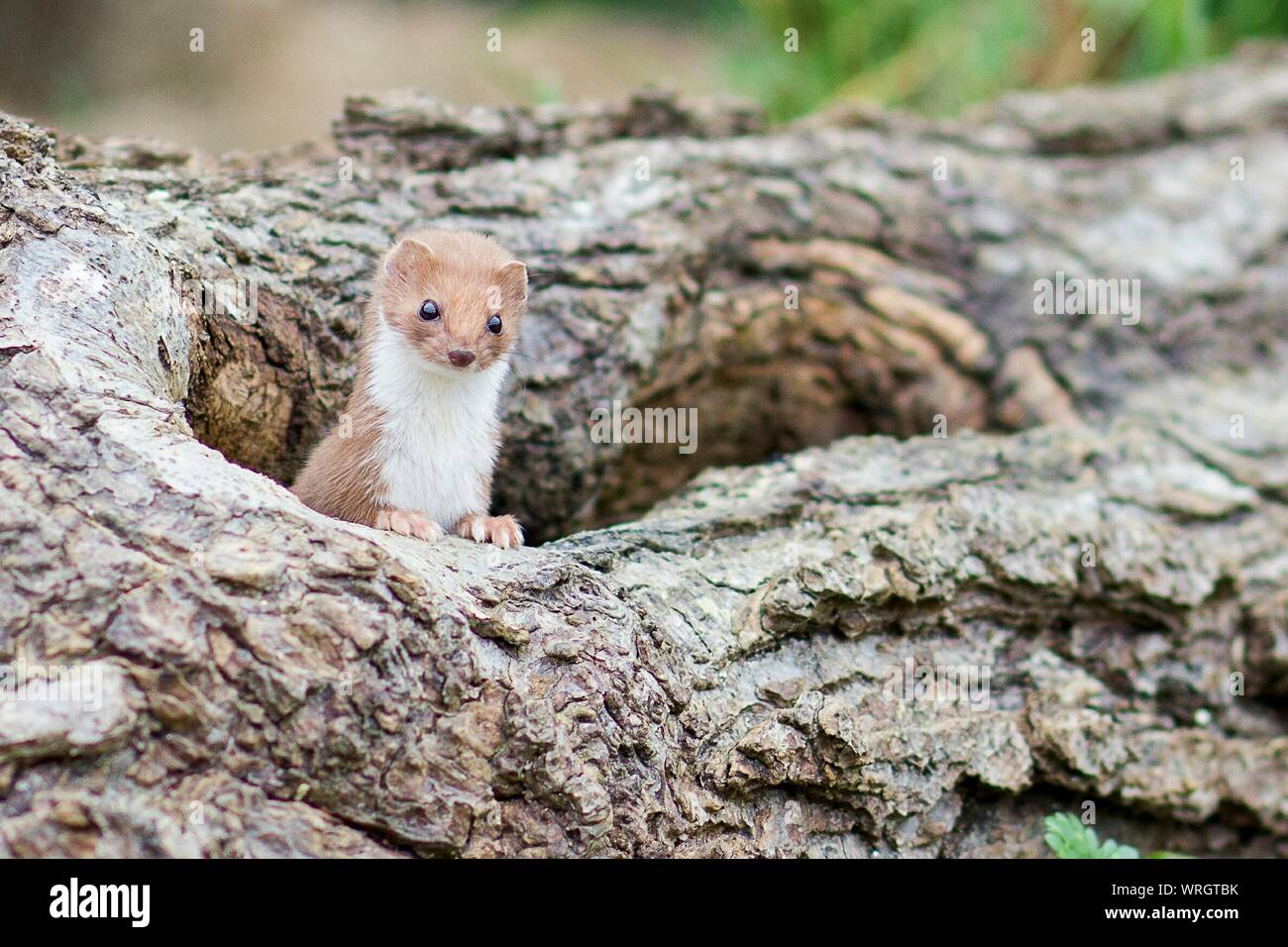 Weasel Hole High Resolution Stock Photography and Images - Alamy