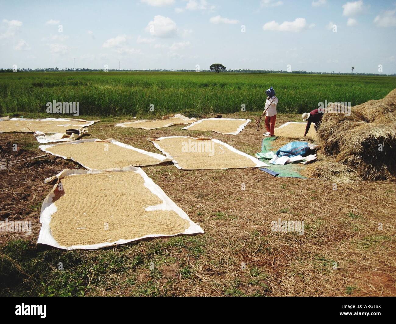 Farmers and rice field hi-res stock photography and images - Alamy