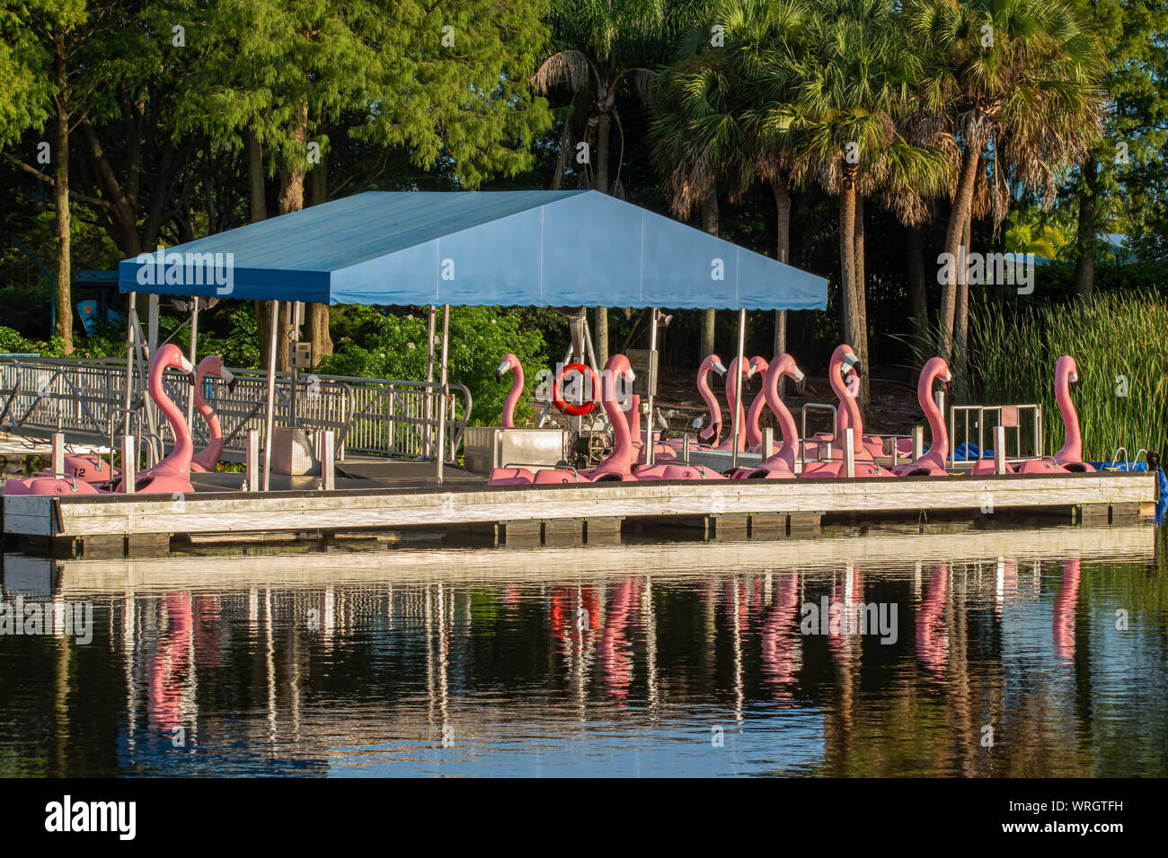 Orlando, Florida. August 23, 2019. Pink Flamingo paddle boats at ...