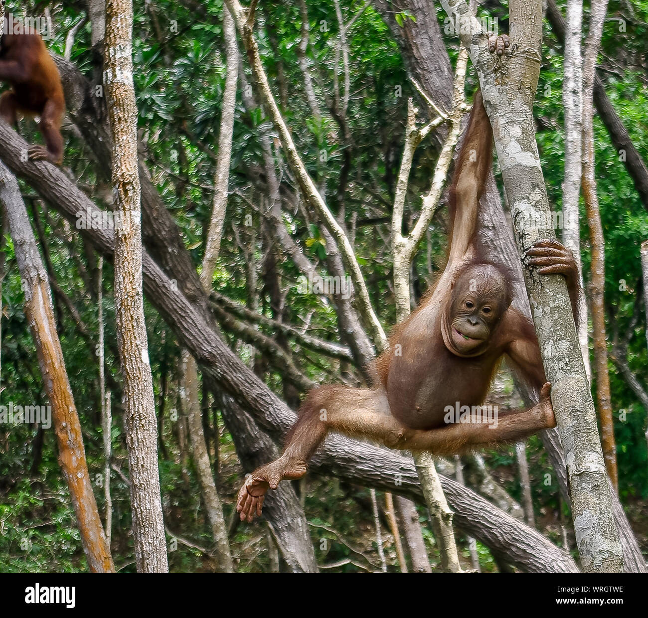 Climbing trees hi-res stock photography and images - Alamy