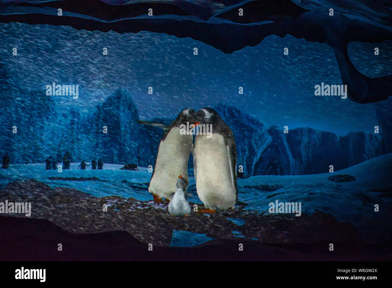 Seaworld penguins hi-res stock photography and images - Alamy