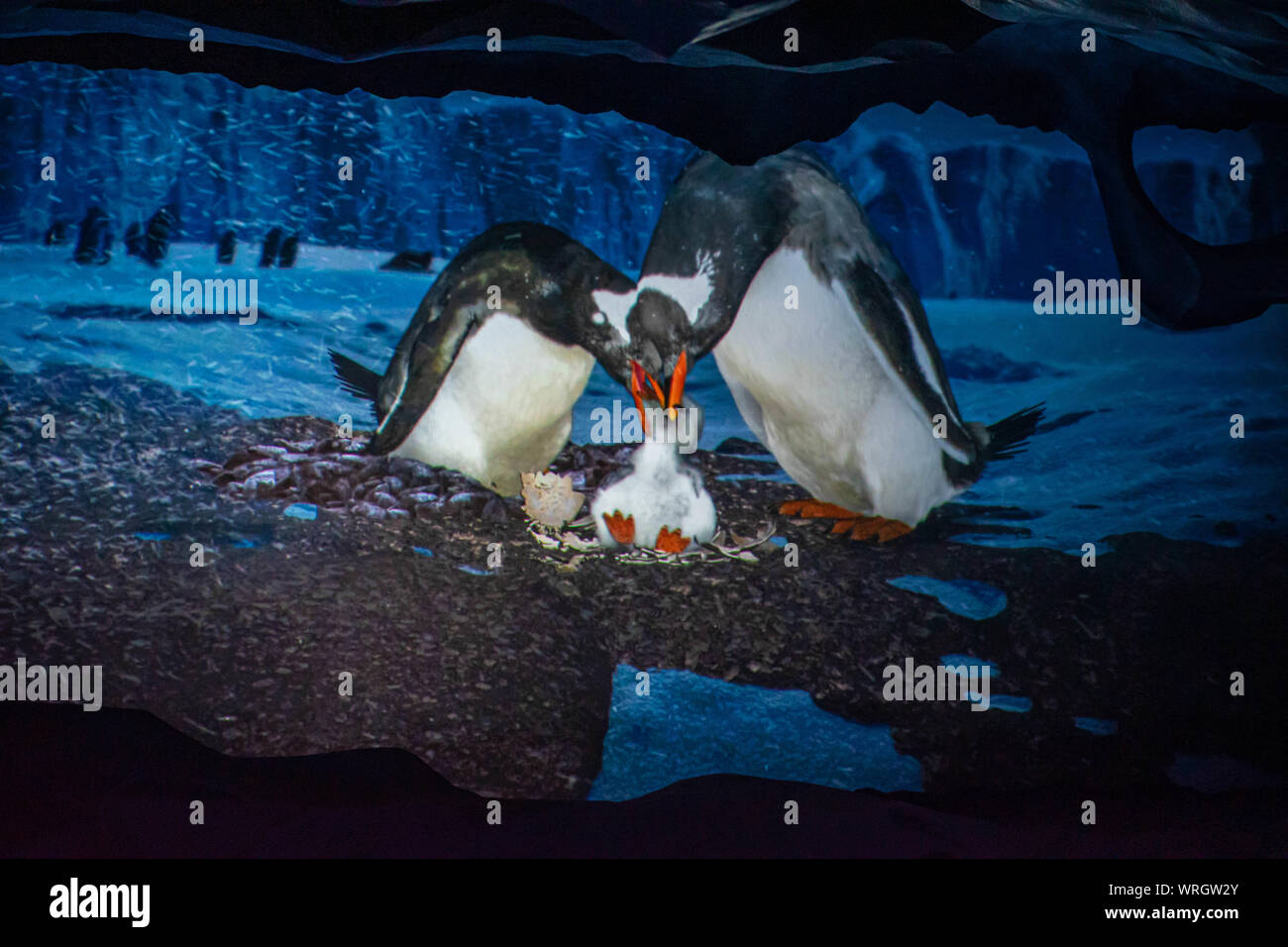 Seaworld penguins hi-res stock photography and images - Alamy