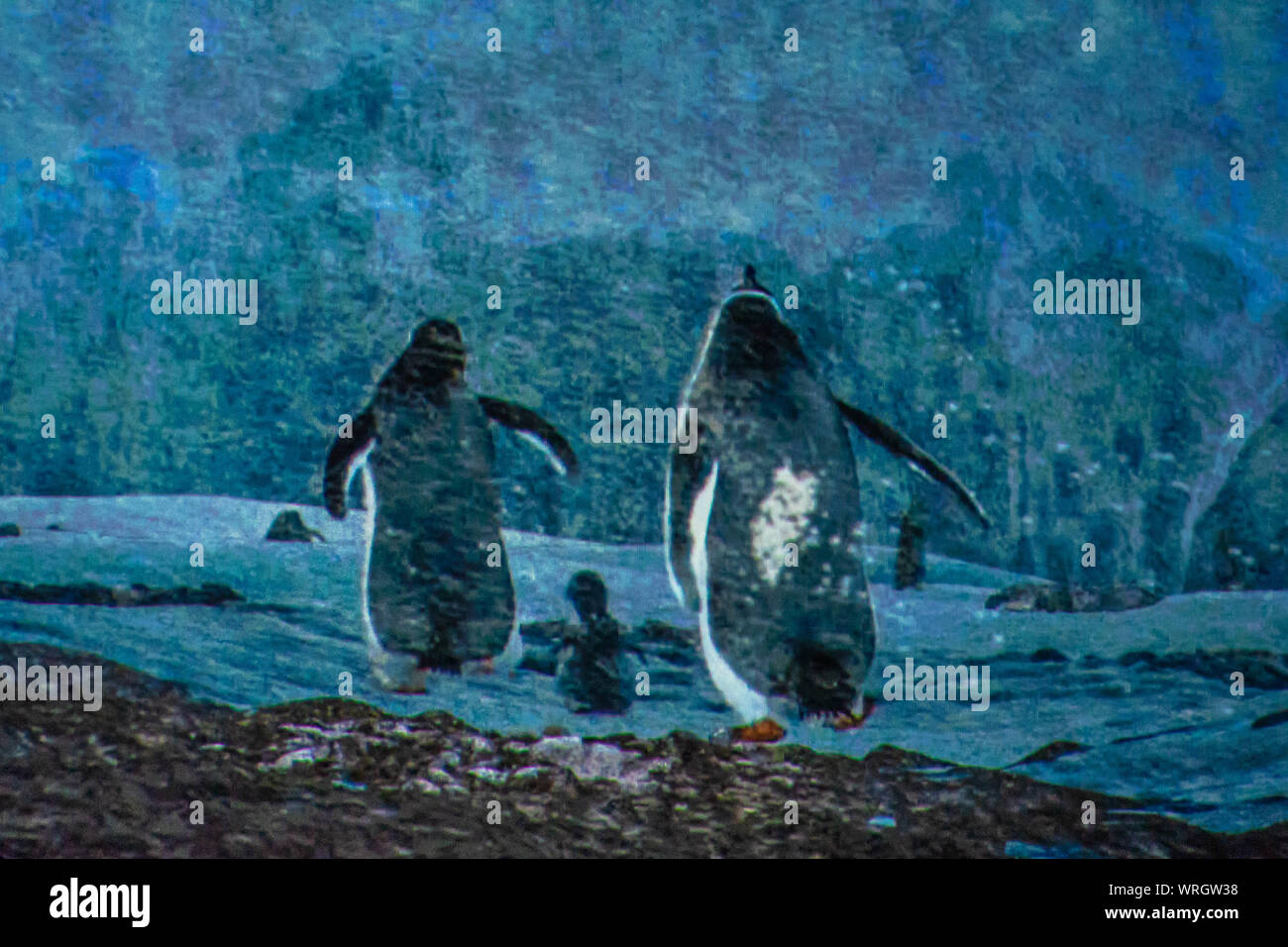 Seaworld penguins hi-res stock photography and images - Alamy