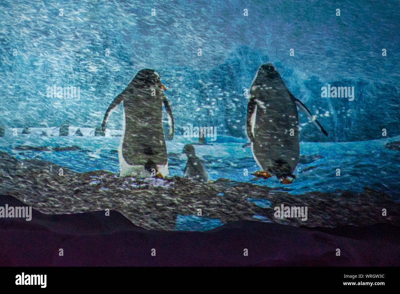 Seaworld penguins hi-res stock photography and images - Alamy