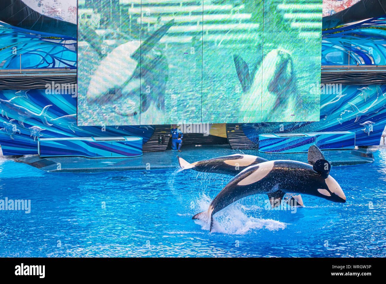 Orlando, Florida. August 31, 2019. Whales jumping in One Ocean Show at ...
