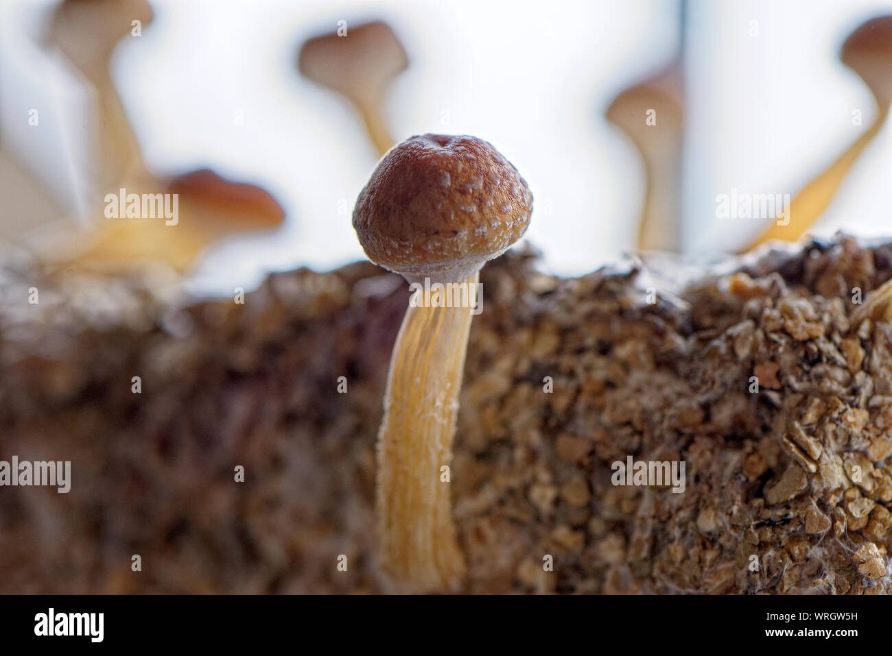 The Ecuador magic mushroom is a psilocybe cubensis, a specie of ...