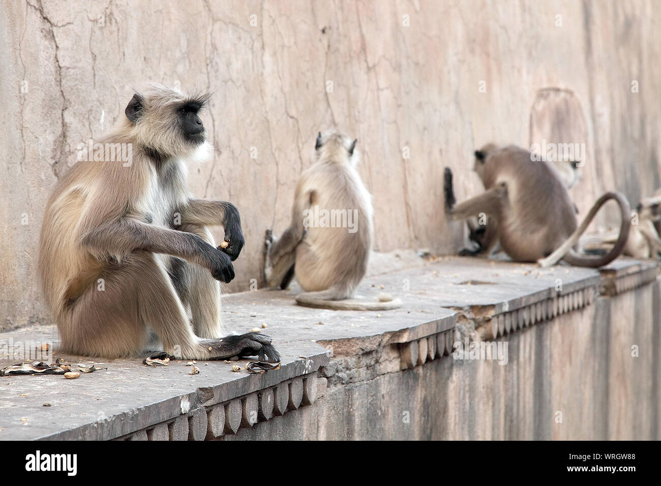 Indian Temple Monkeys High Resolution Stock Photography and Images - Alamy
