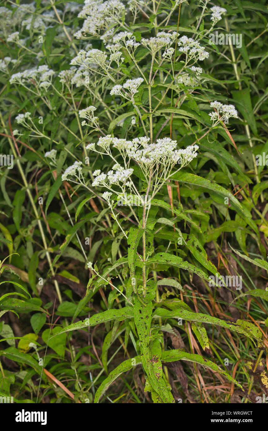 Common Boneset High Resolution Stock Photography and Images - Alamy