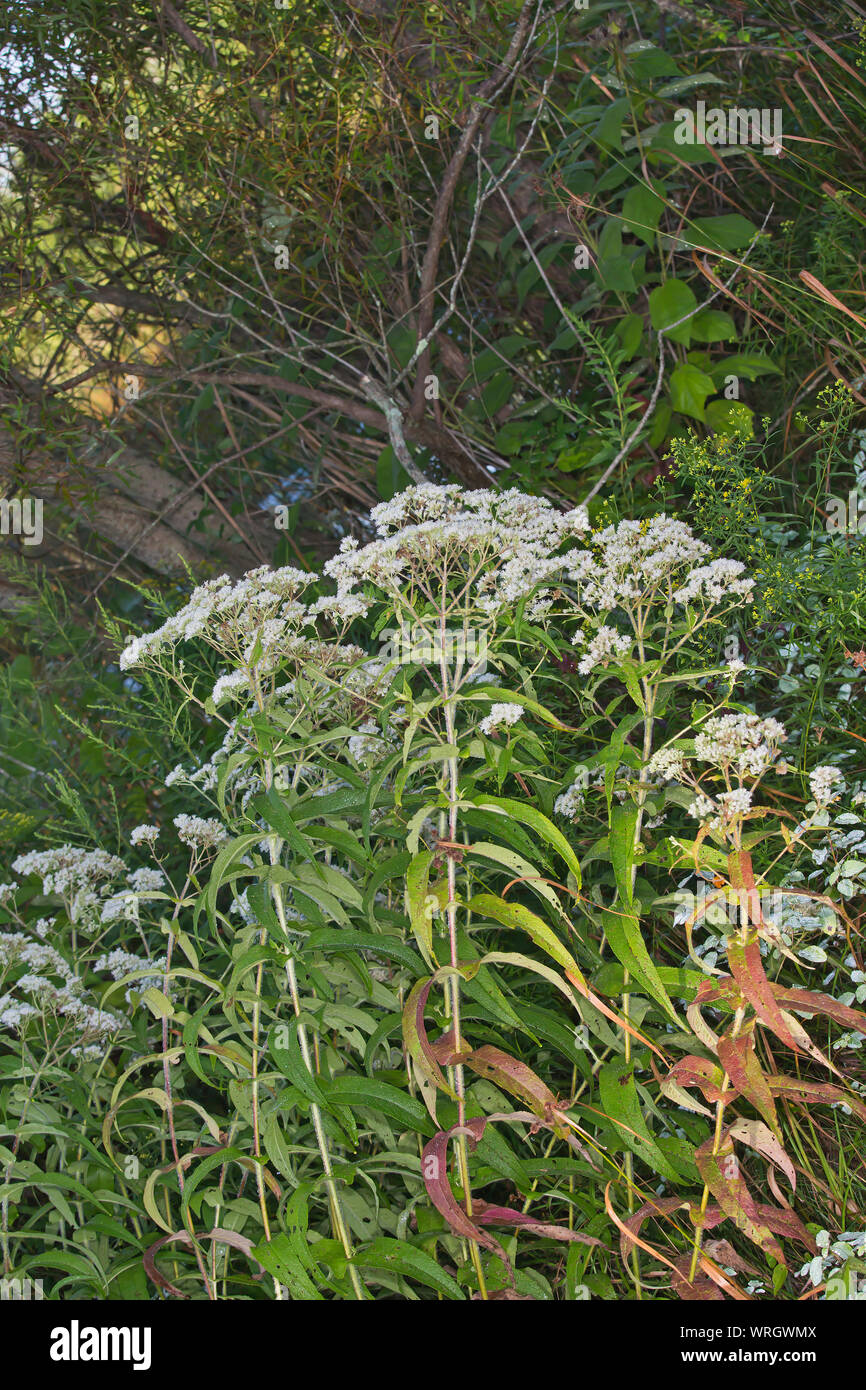 Common Boneset High Resolution Stock Photography and Images - Alamy