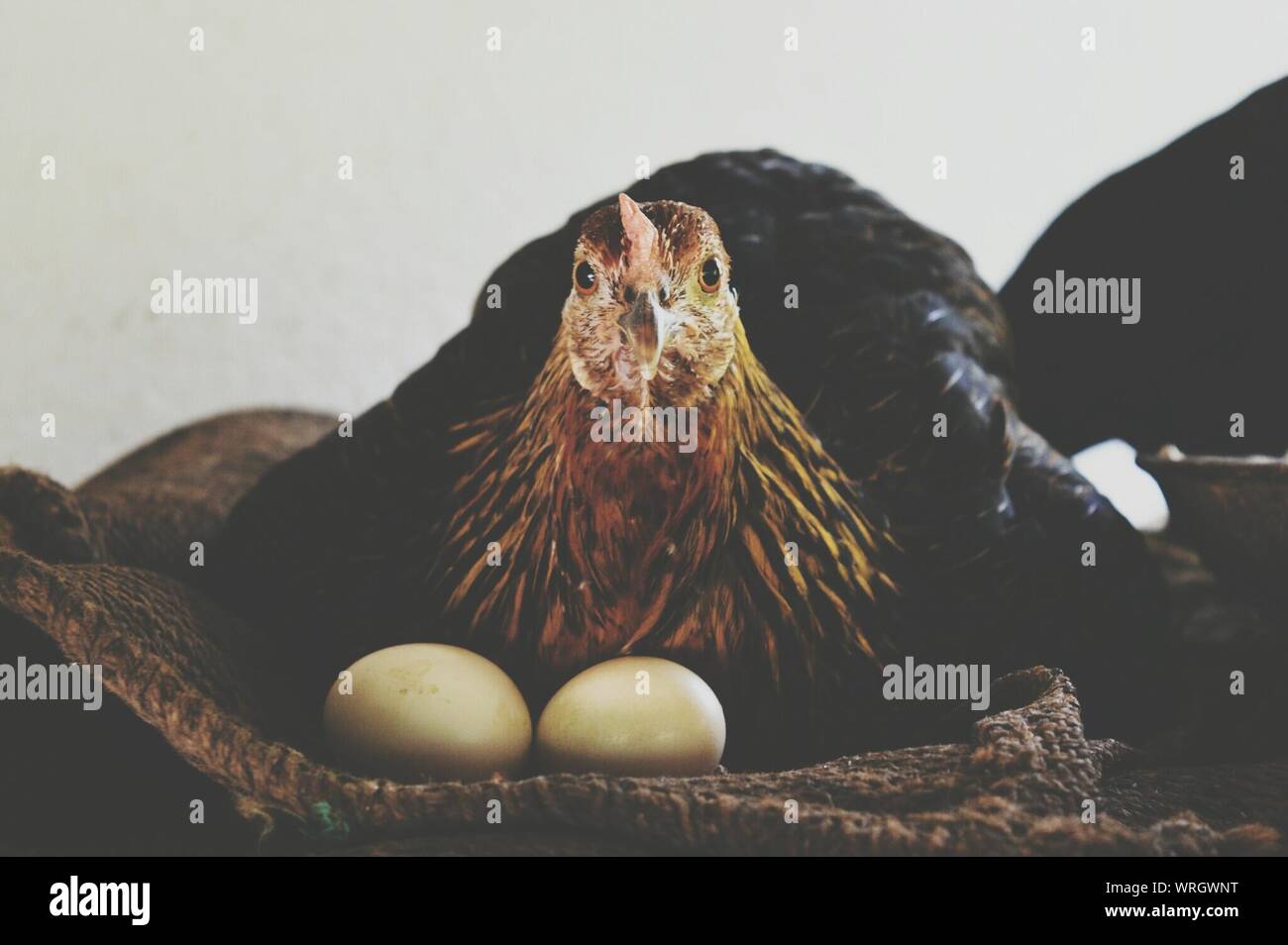 Hen and eggs hi-res stock photography and images - Alamy