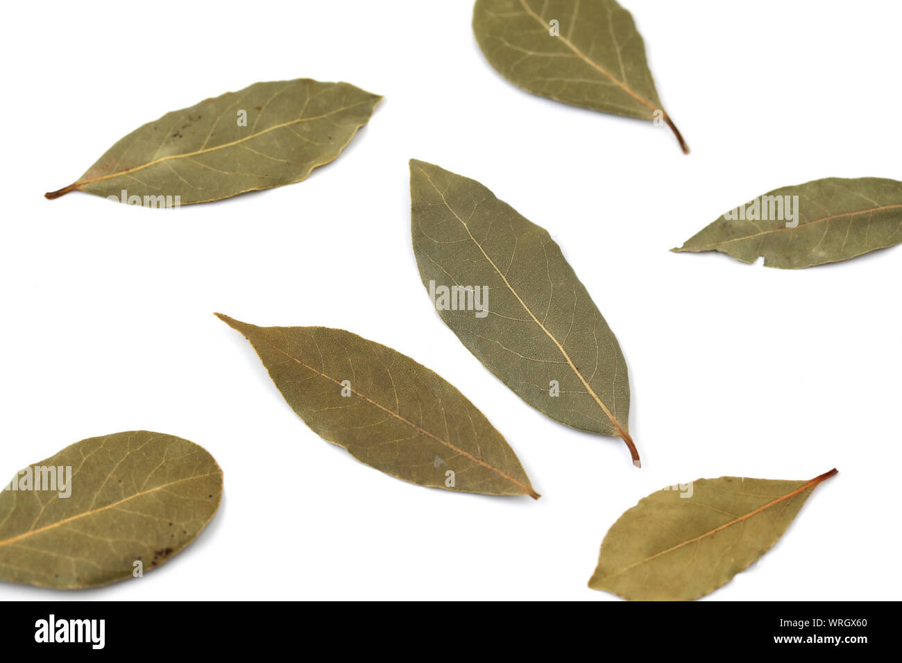 leaf of laurel laurier closeup isolated on white background Stock Photo ...