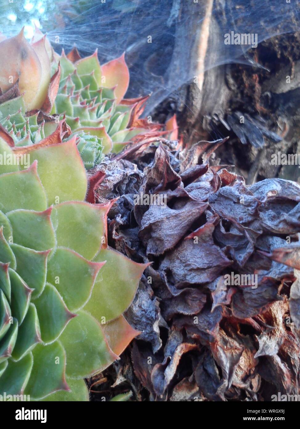 Dried Cactus High Resolution Stock Photography and Images - Alamy
