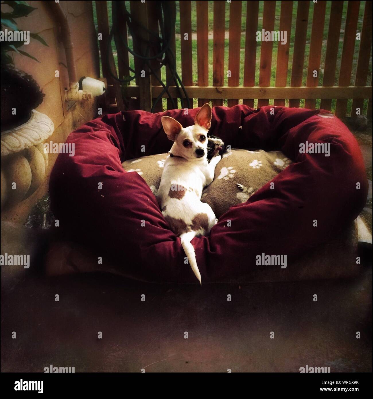 Bean dog hi-res stock photography and images - Alamy