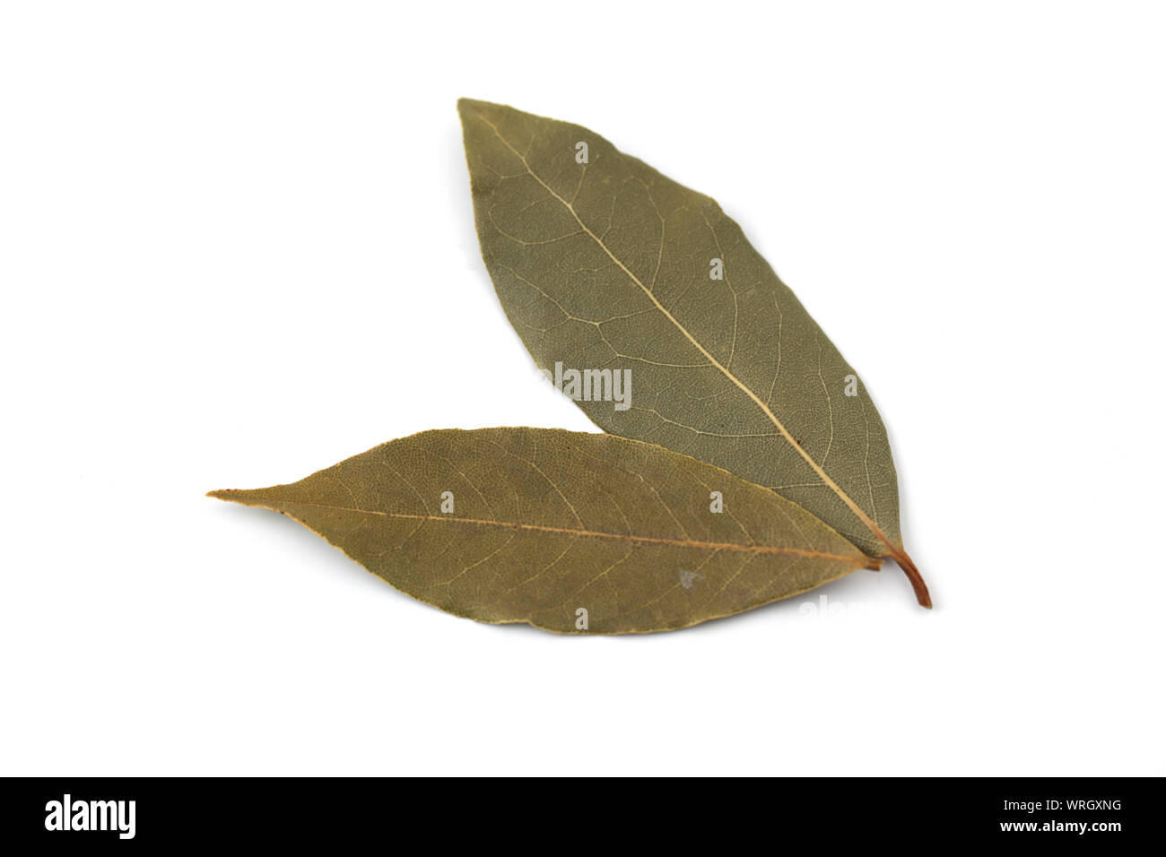 leaf of laurel laurier closeup isolated on white background Stock Photo ...