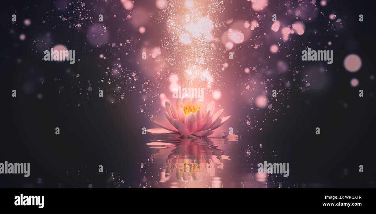lotus reflection pink lighting purple background Stock Photo - Alamy