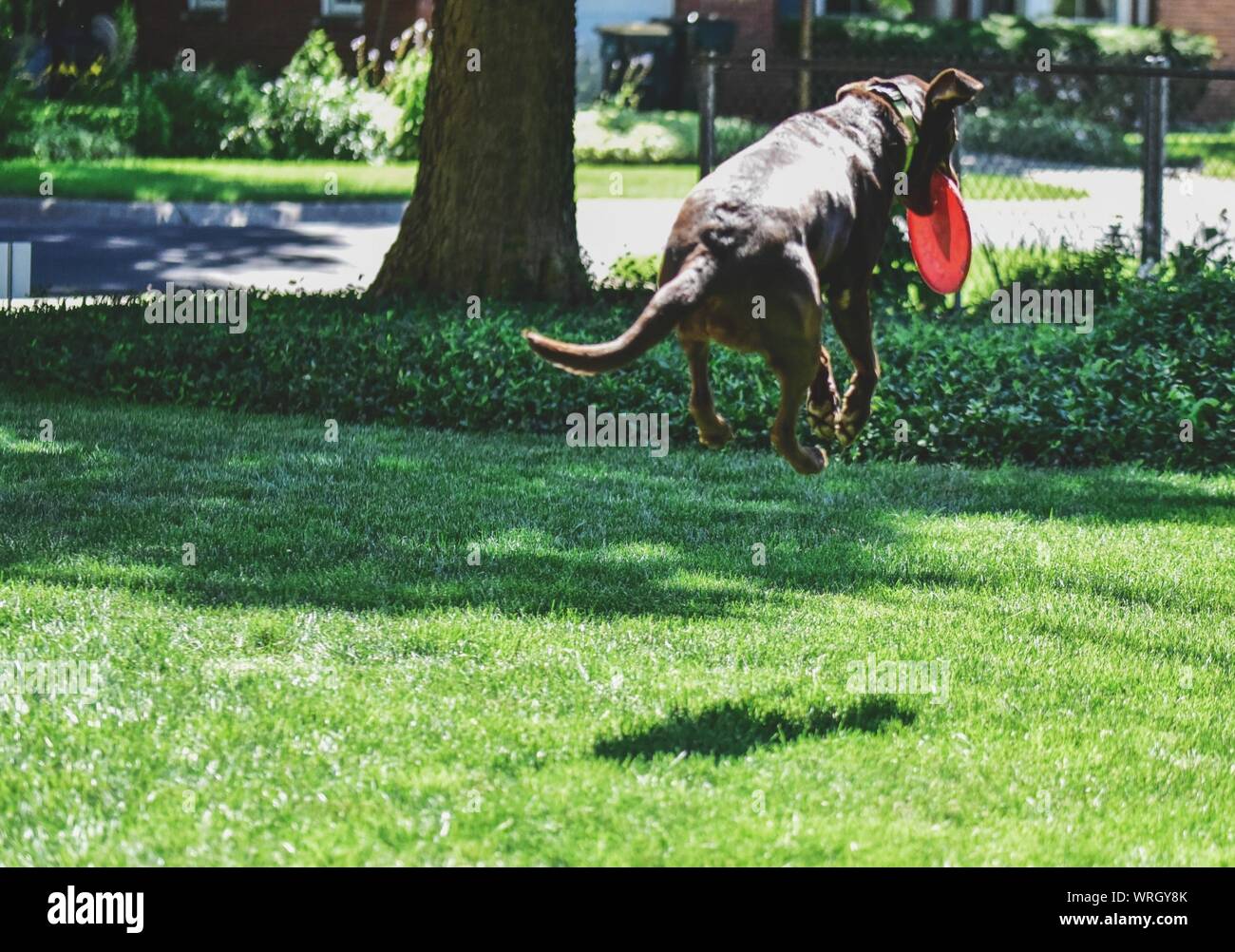 Disc dog hi-res stock photography and images - Alamy