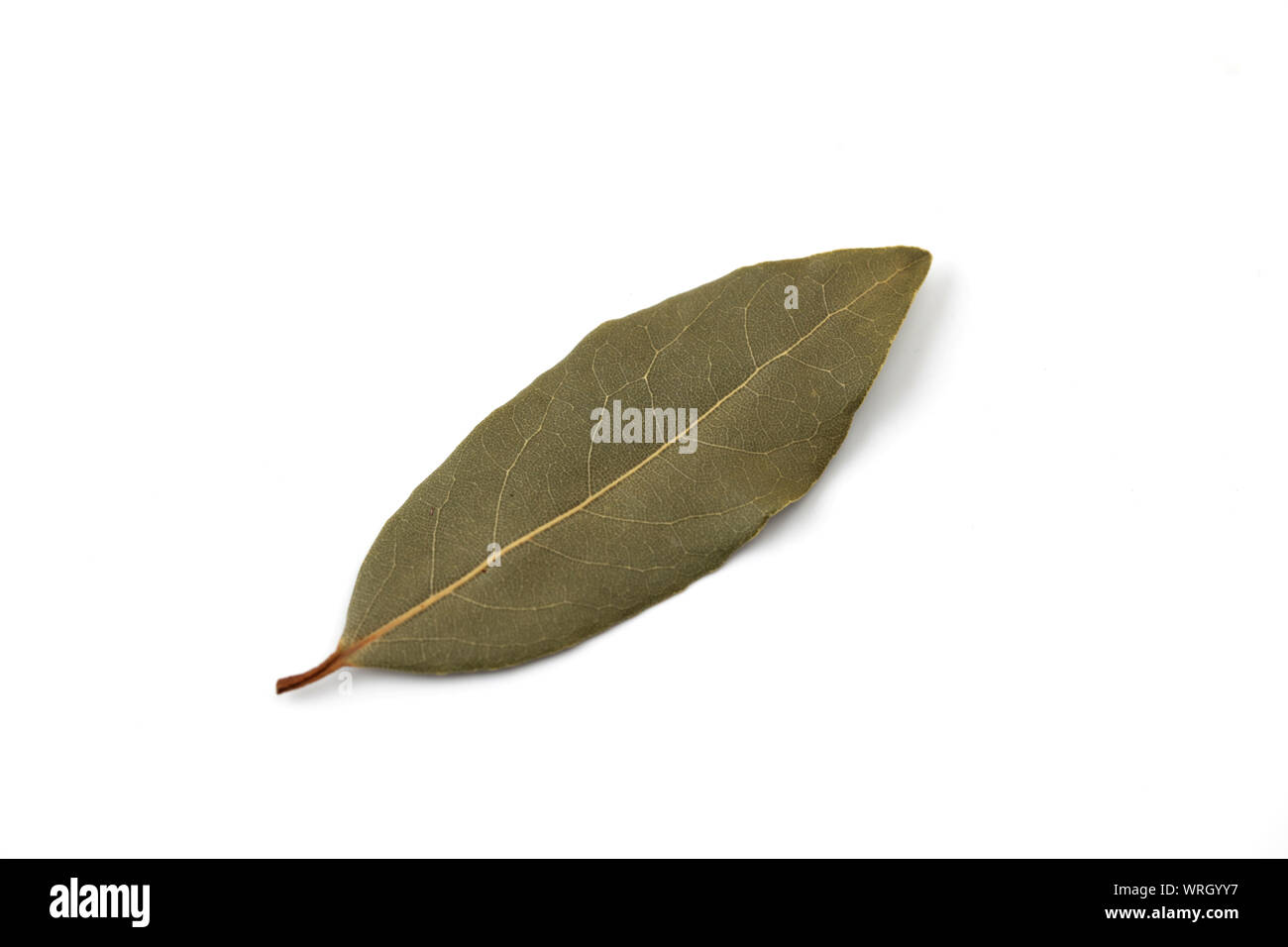 leaf of laurel laurier closeup isolated on white background Stock Photo ...