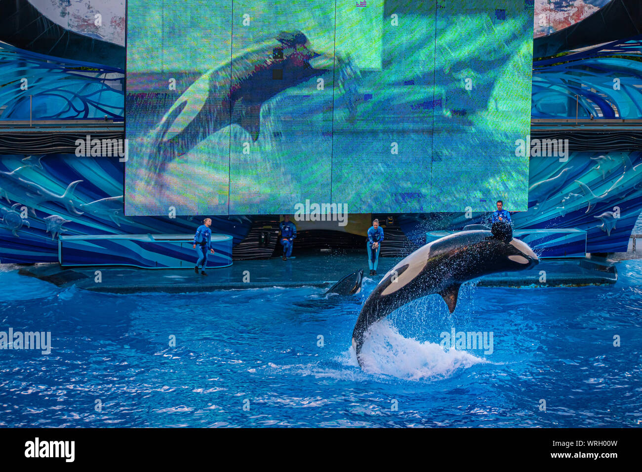 Orlando, Florida. August 31, 2019. Whale jumping in One Ocean Show at ...