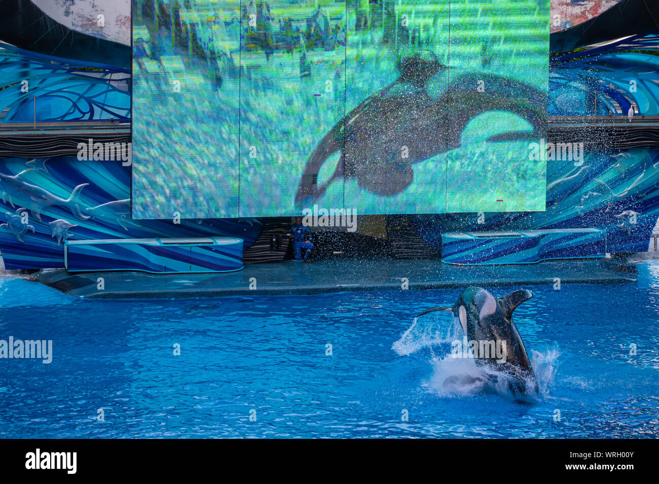 Orlando, Florida. August 31, 2019. Whale jumping in One Ocean Show at ...