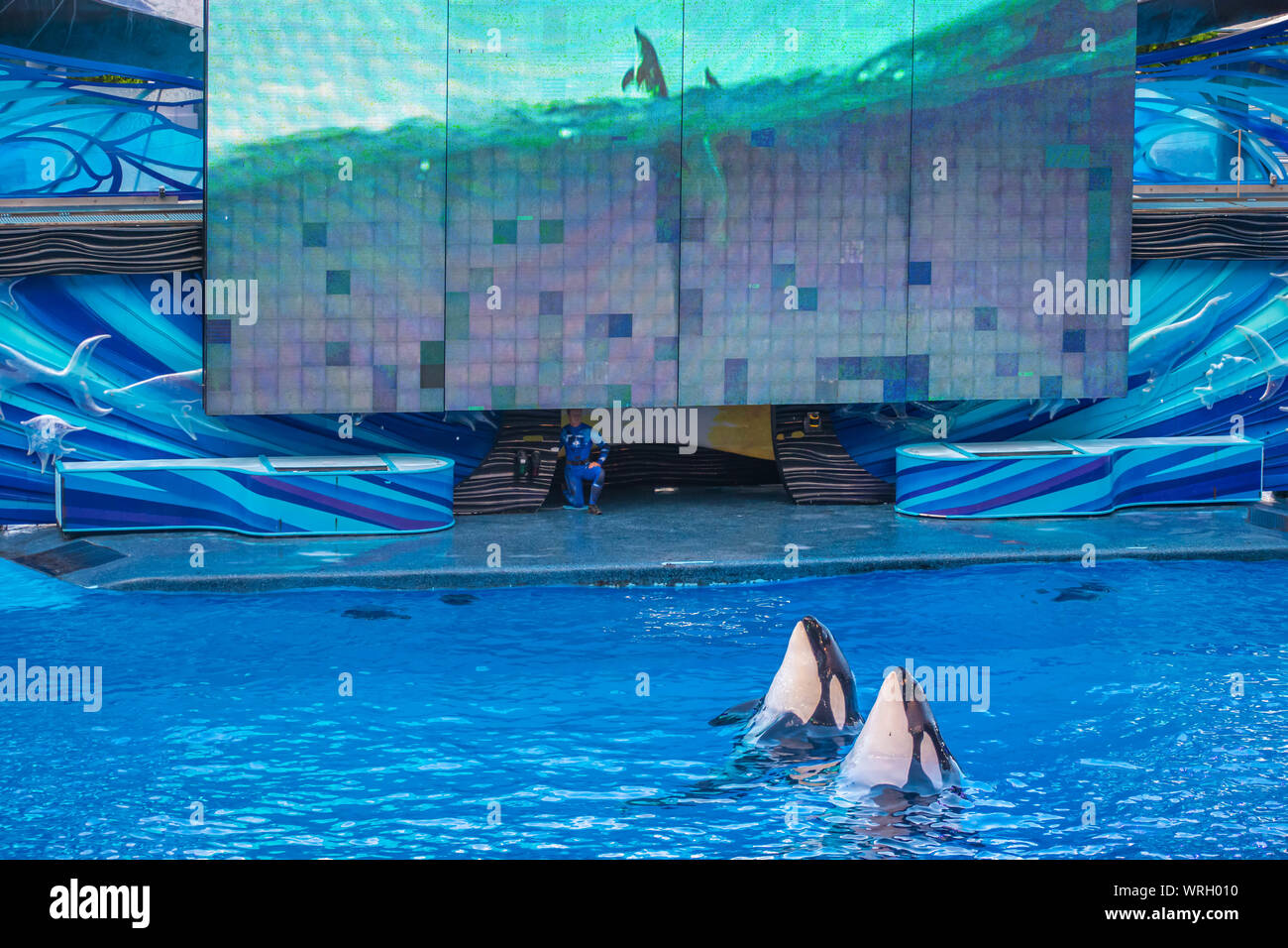 Orlando, Florida. August 31, 2019. Whale jumping in One Ocean Show at ...