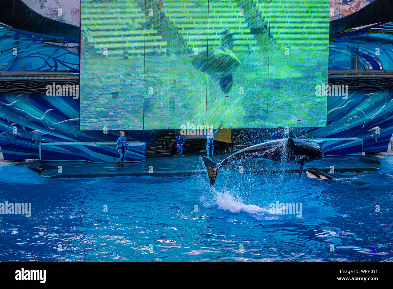 Orlando, Florida. August 31, 2019. Whales jumping in One Ocean Show at ...
