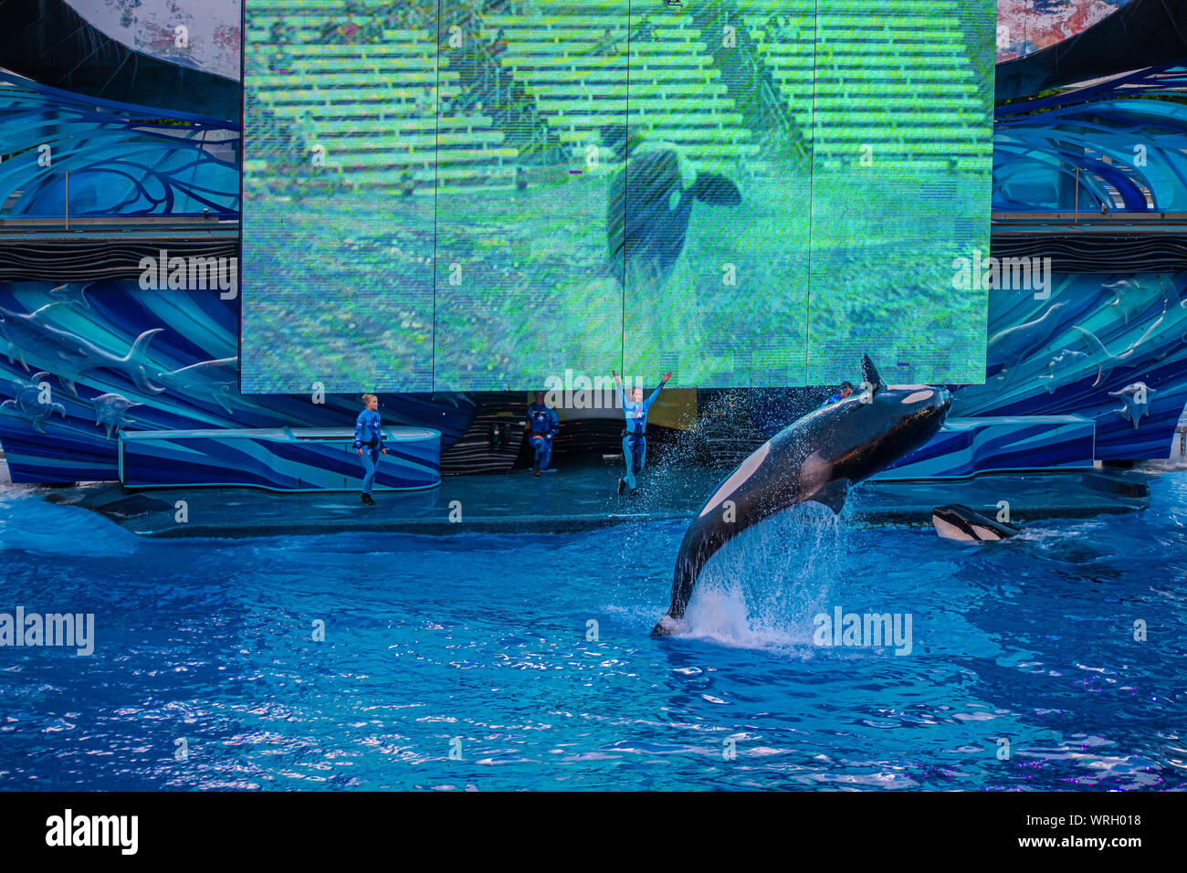 Orlando, Florida. August 31, 2019. Whale jumping in One Ocean Show at ...