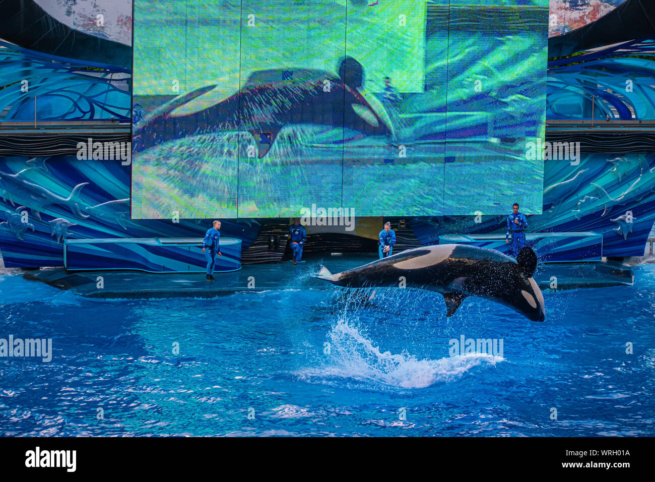 Orlando, Florida. August 31, 2019. Whales jumping in One Ocean Show at ...