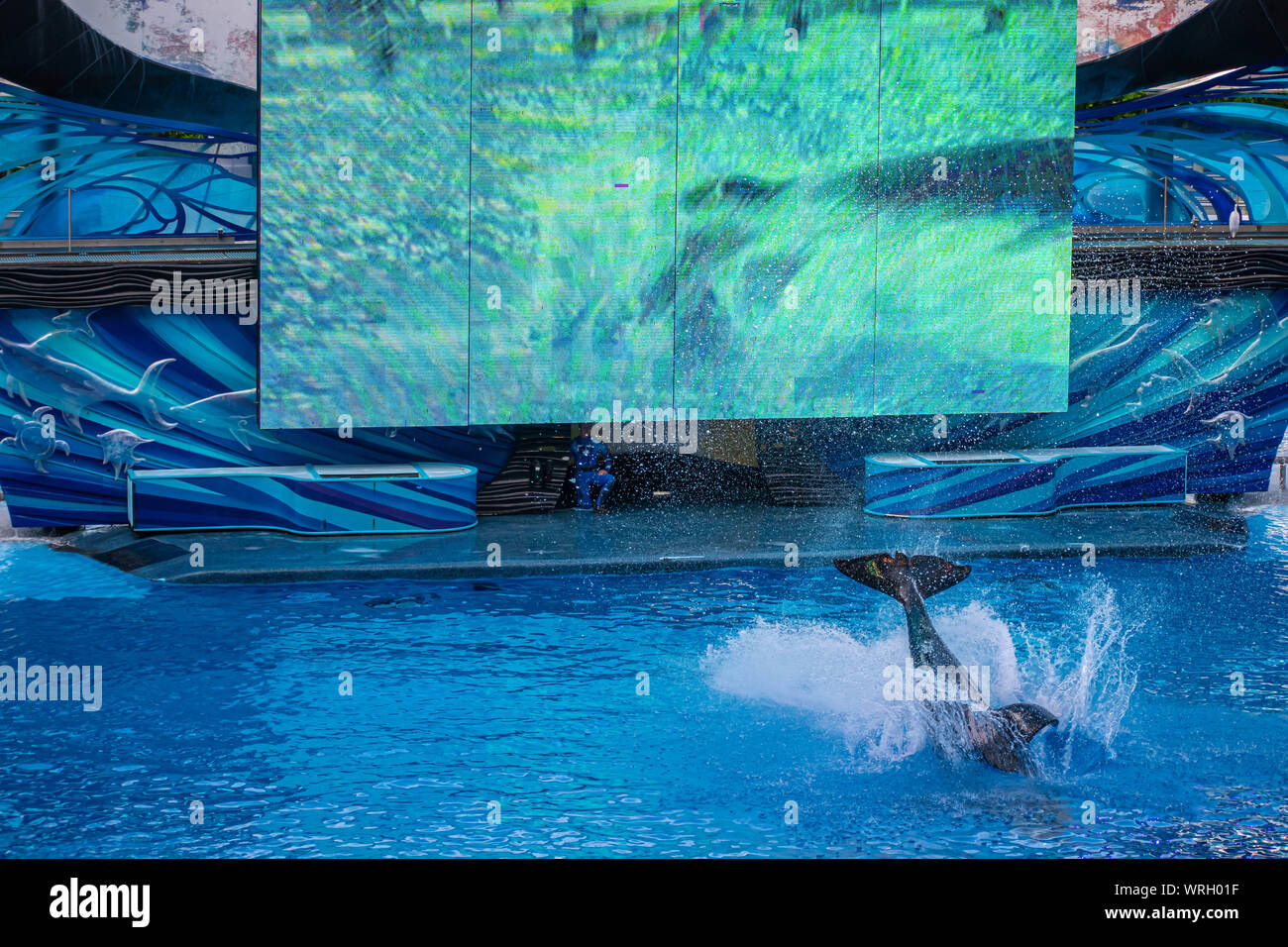 Orlando, Florida. August 31, 2019. Whales jumping in One Ocean Show at ...