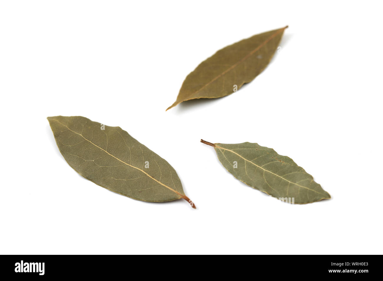 leaf of laurel laurier closeup isolated on white background Stock Photo ...