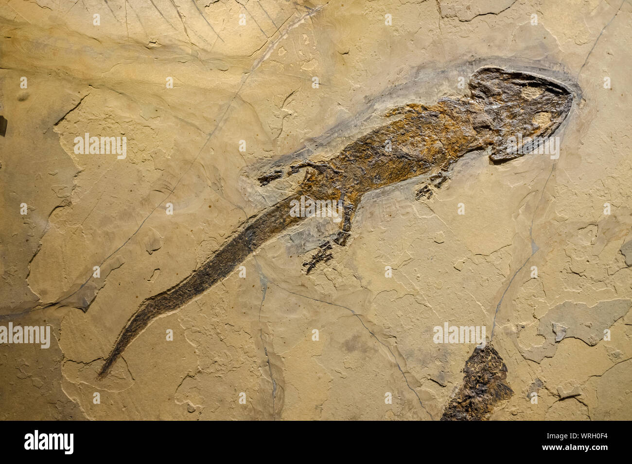 Primitive amphibian hi-res stock photography and images - Alamy