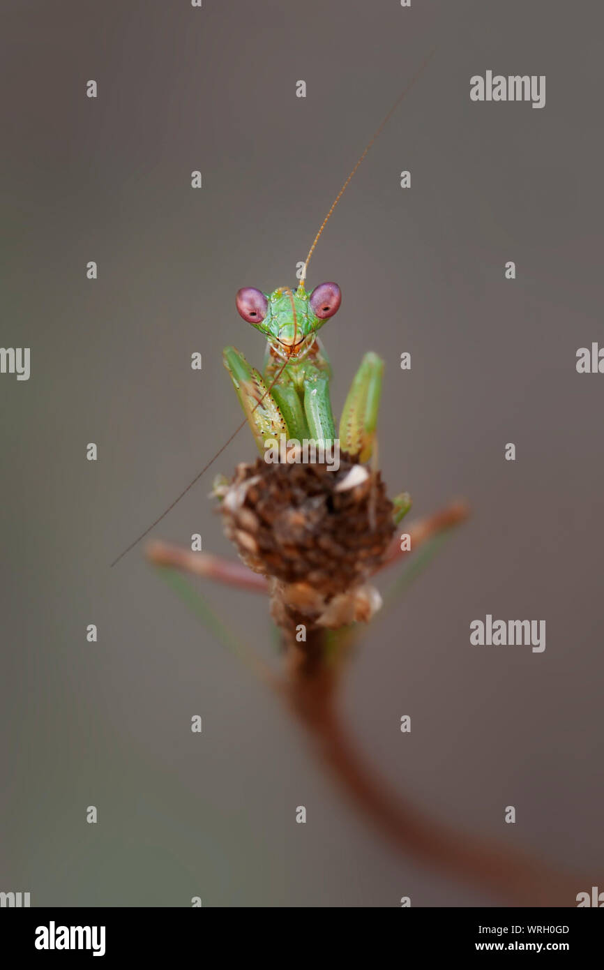 Dwarf mantis (Ameles spallanzania), male Stock Photo - Alamy