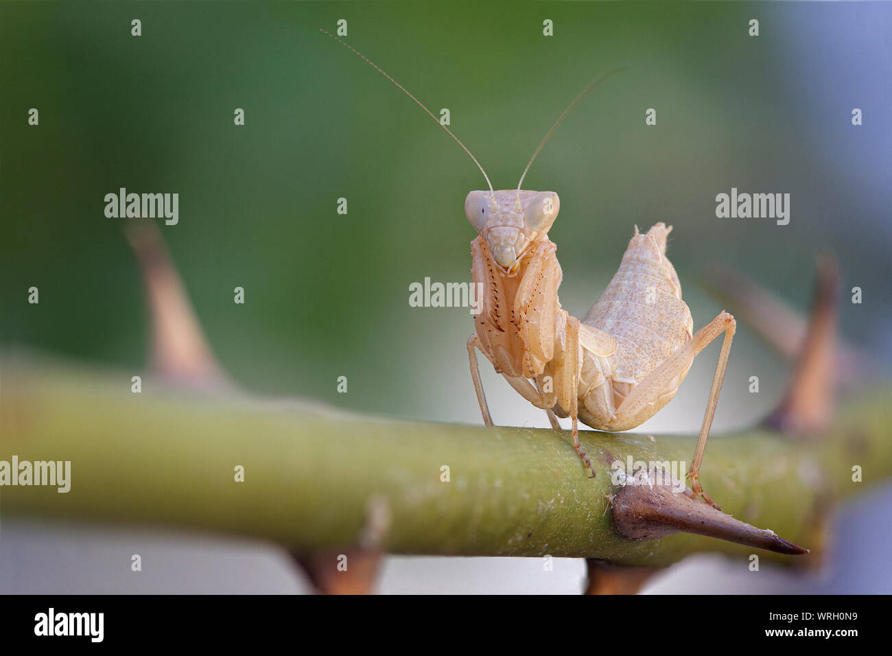 Dwarf mantis (ameles spallanzania), female Stock Photo - Alamy