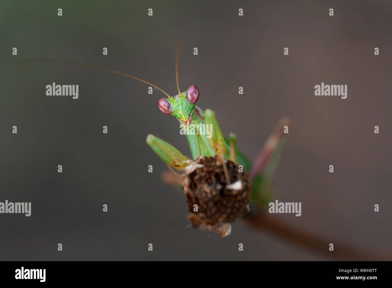 Dwarf mantis (Ameles spallanzania), male Stock Photo - Alamy