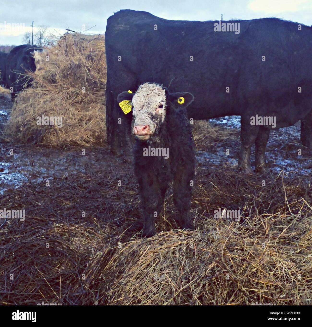 Stack of cows hi-res stock photography and images - Alamy