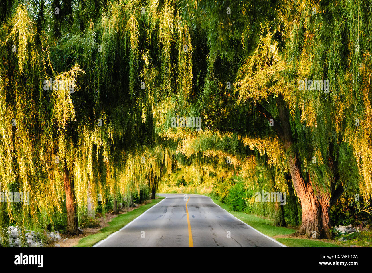 Canopy road hi-res stock photography and images - Alamy