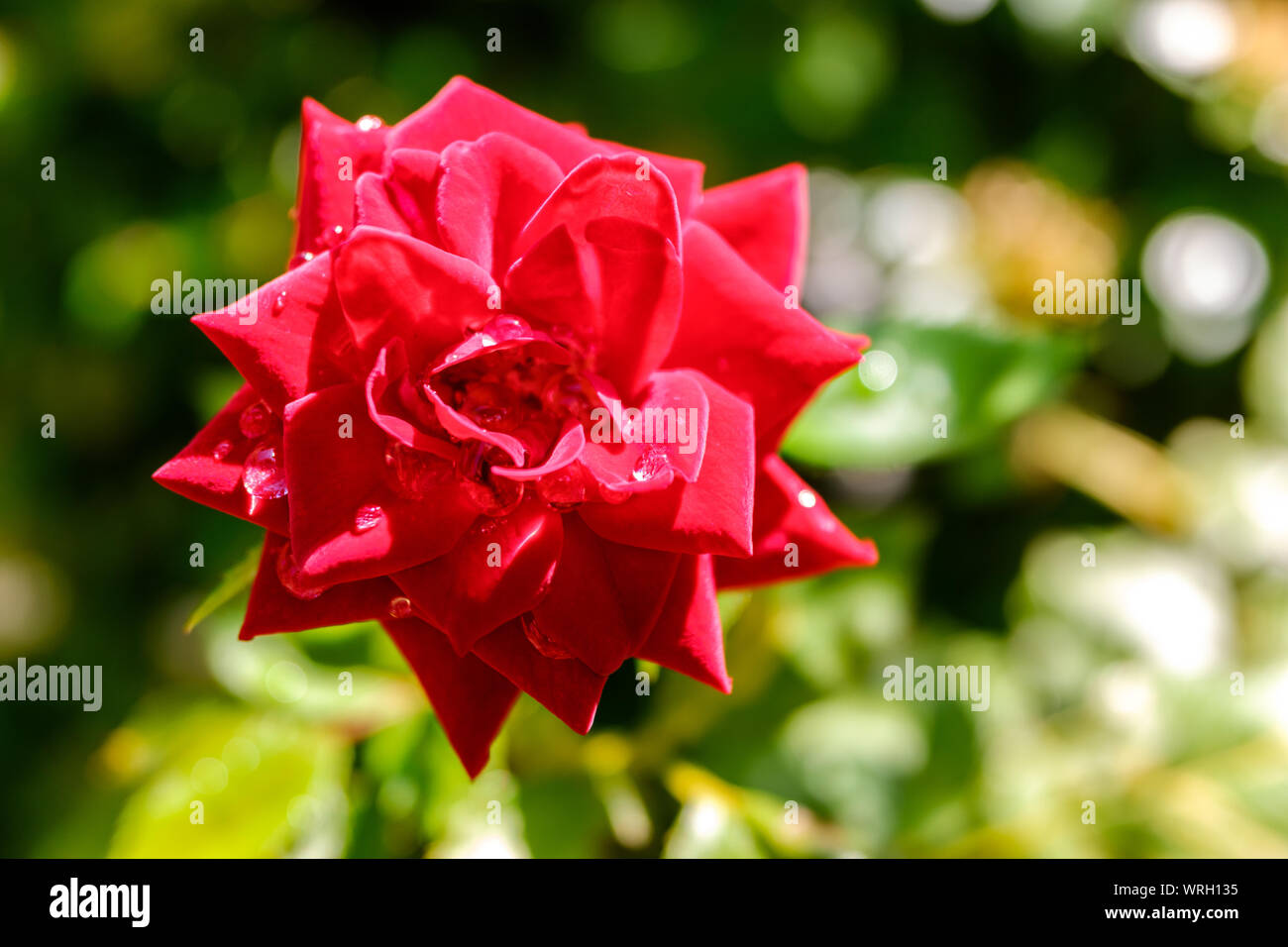 Intense red rose with water drop Stock Photo - Alamy