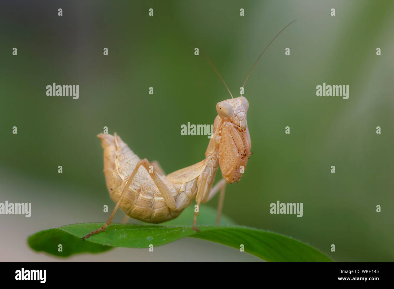 Female mantis hi-res stock photography and images - Alamy