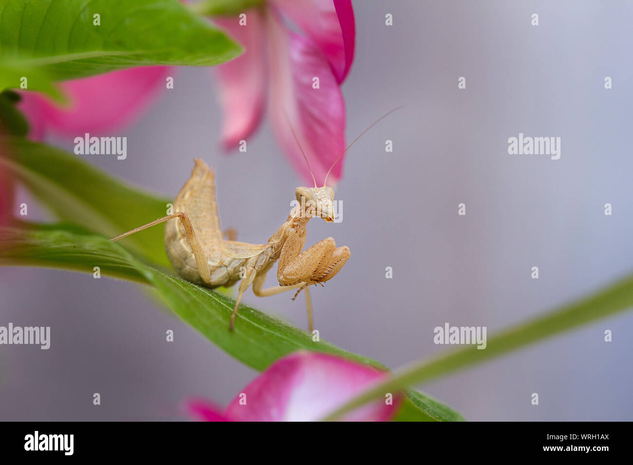 Dwarf mantis (ameles spallanzania), female Stock Photo - Alamy